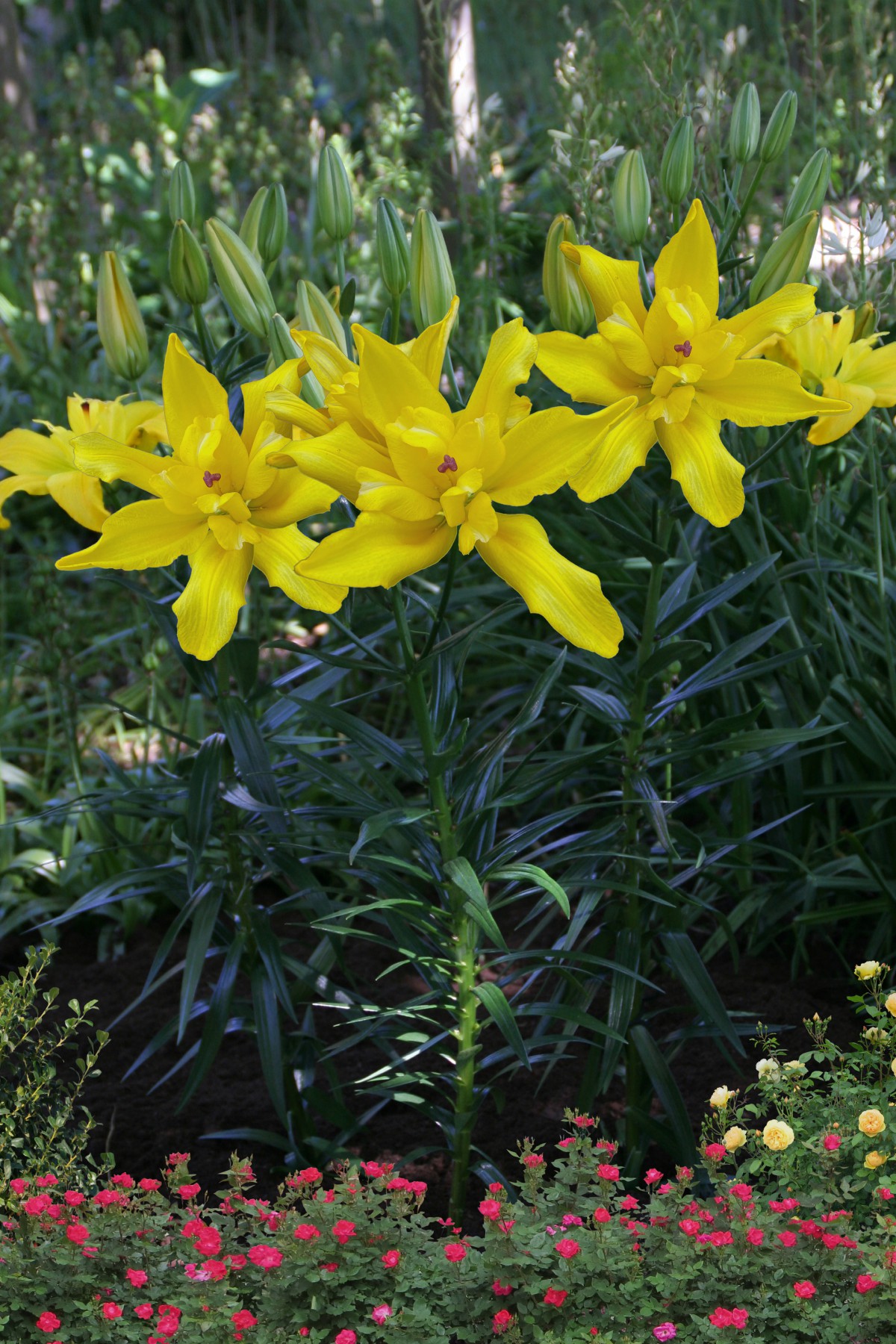 Tomos - lily bulb